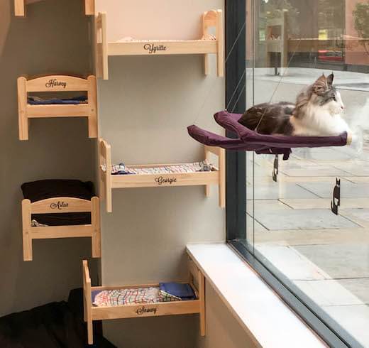 5 Best Cat Houses - Nov. 2018 - BestReviews